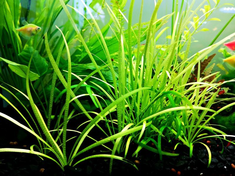 Best Cold Water Plants for Freshwater Aquariums