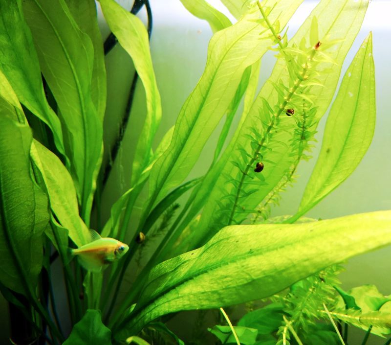 20 Best Easy To Grow, Low Light Plants for Aquariums