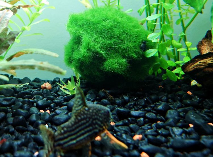 Best Cold Water Plants for Freshwater Aquariums