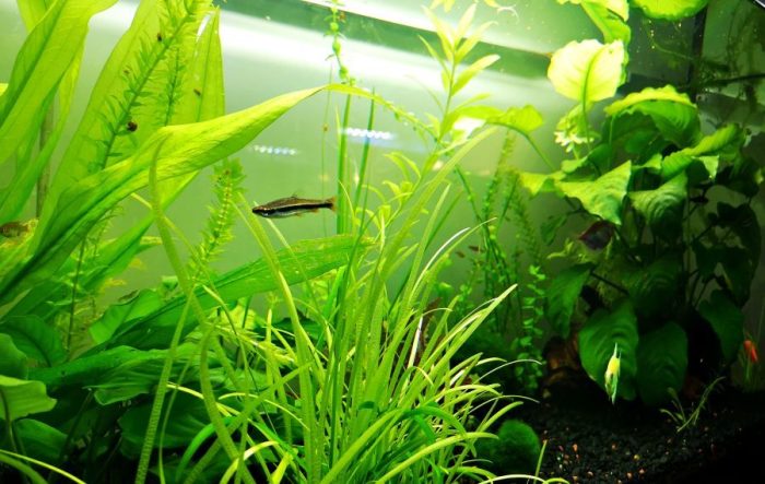 20 Best Easy To Grow, Low Light Plants for Aquariums