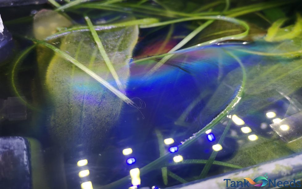 White Film on Top of Water in the Fish Tank? Here's How to Fix