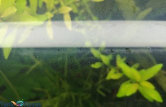 White Film on Top of Water in the Fish Tank? Here's How to Fix