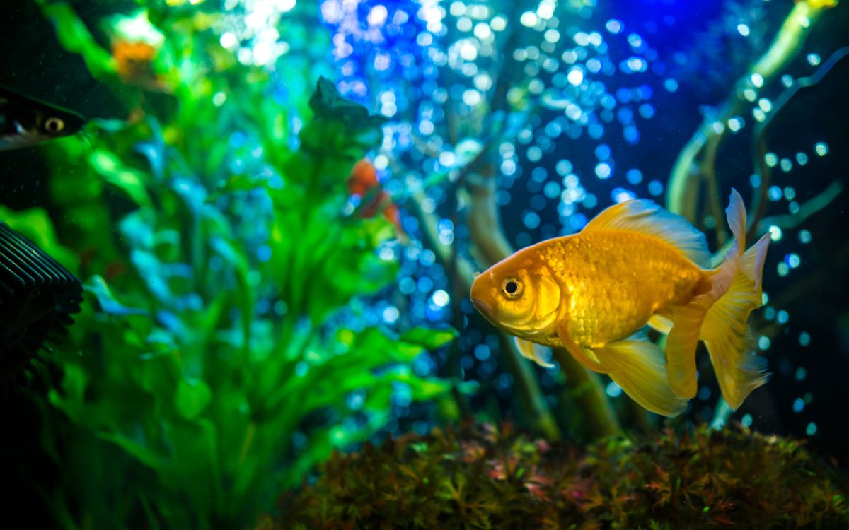 Planted Goldfish Aquarium Setup Guide: Step by Step