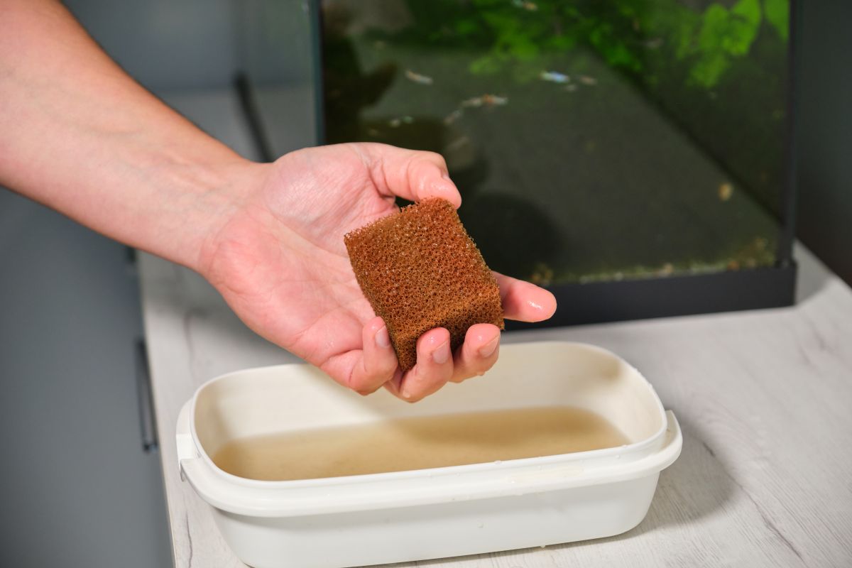 How to Clean Cloudy Aquarium Glass [Full Guide]