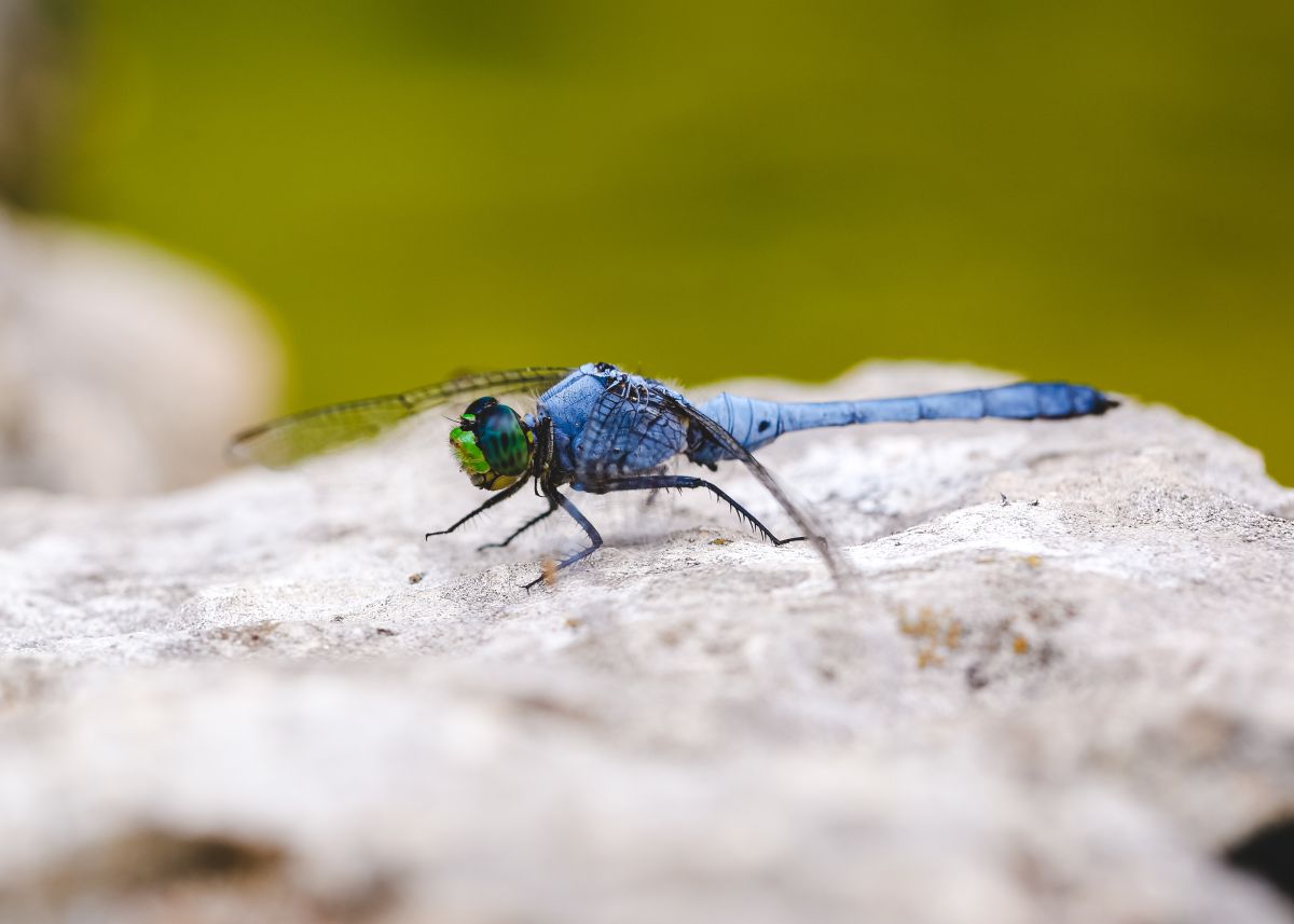 The Meaning of a Blue Dragonfly: Exploring the Symbolism and Cultural ...