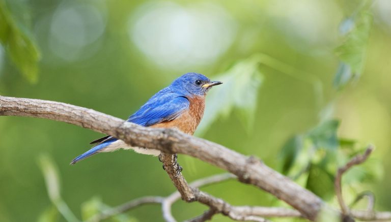 Bluebird Symbolism and Spiritual Meaning - FULL Guide