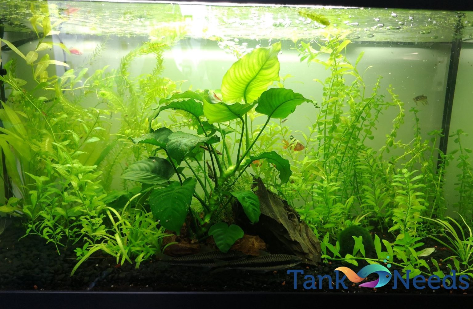 Best Floating Plants for Freshwater Aquariums