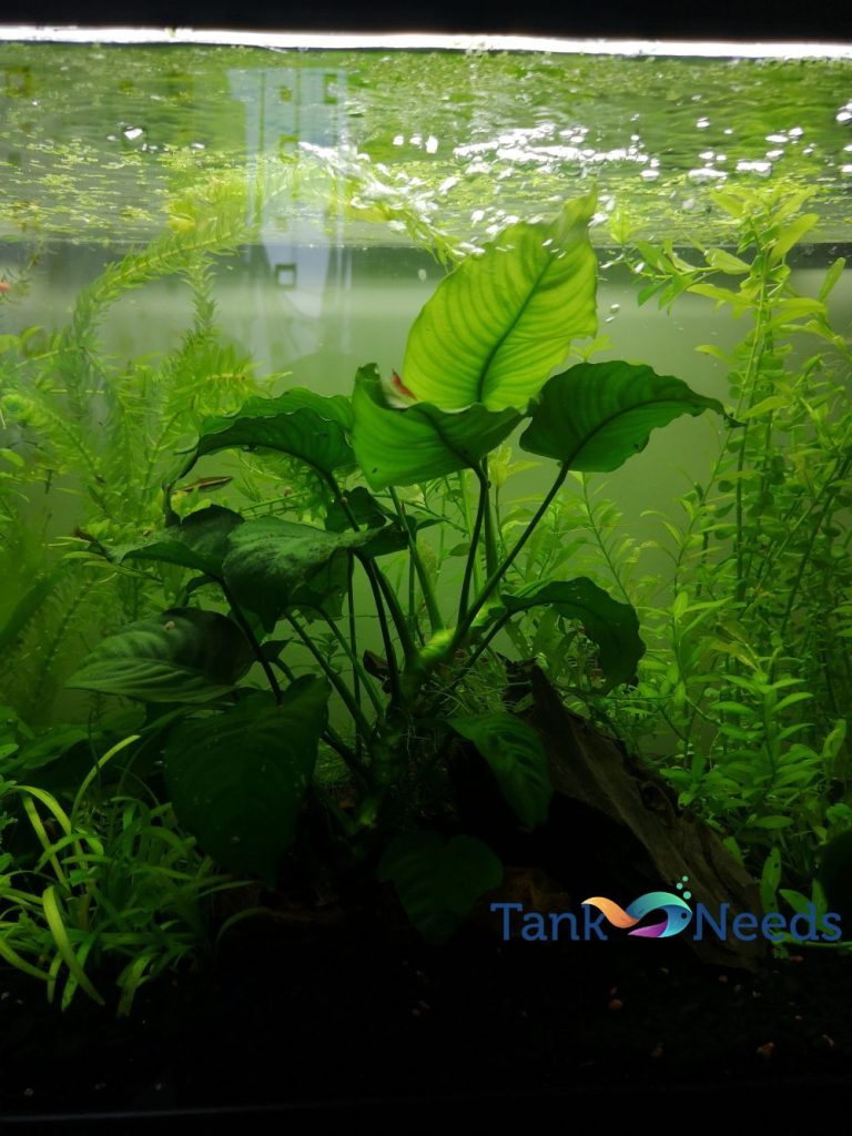 Best Floating Plants for Freshwater Aquariums
