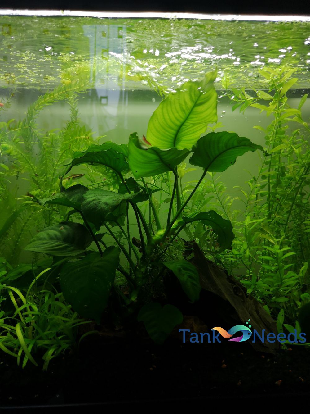 Best Floating Plants for Freshwater Aquariums
