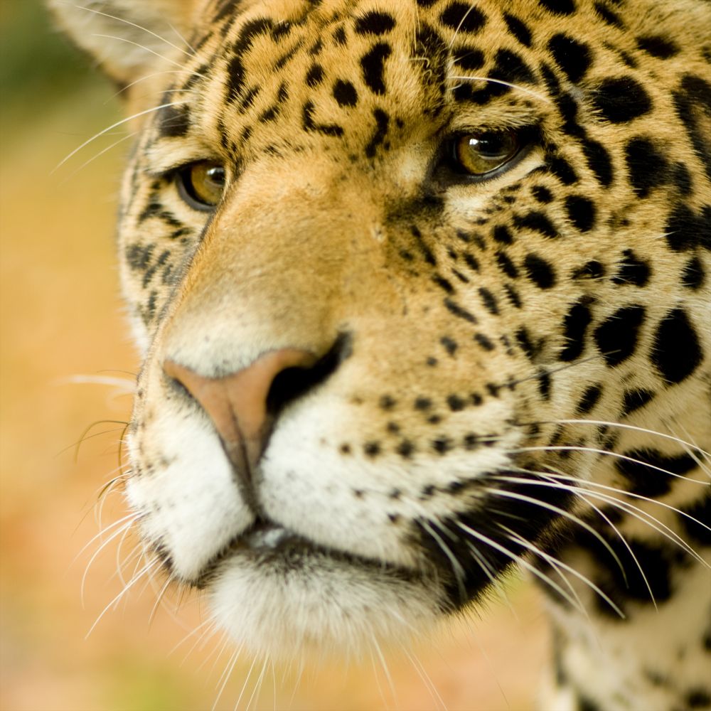 Jaguar Symbolism and Spiritual Meaning - FULL Guide